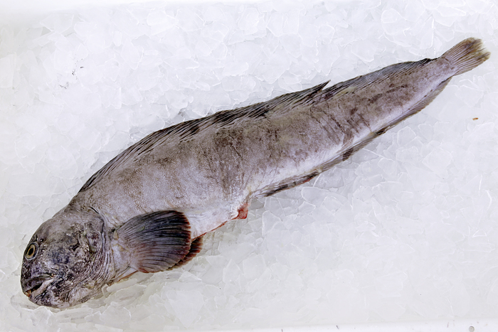 Fish – Marinel